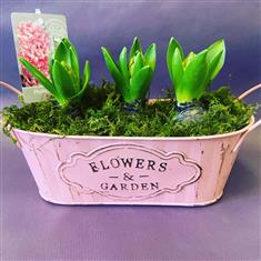 Hyacinths in a tin
